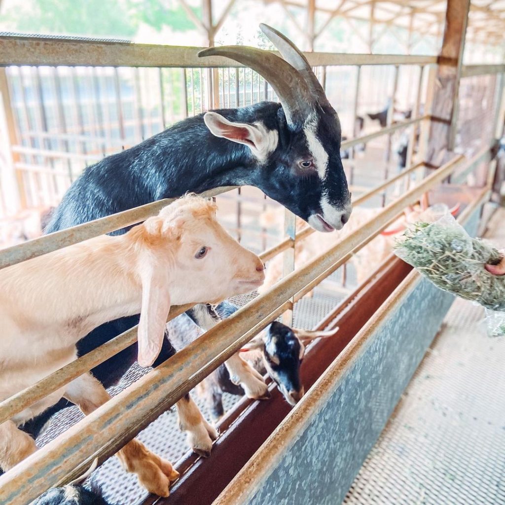 新加坡牧羊场 Hay Dairies Goat Farm🐑 治愈版休闲活动 一站式体验，免费参观！ - 🇸🇬新加坡省钱皇后-皇后情报局